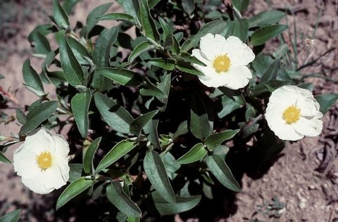 Cistus laurifolius | Rock Rose | Sun Rose | plant lust