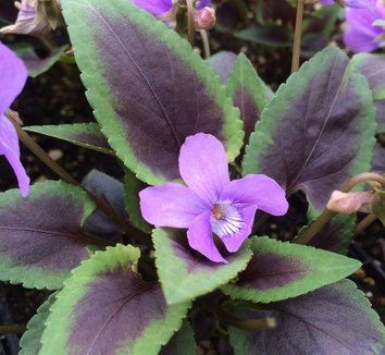 Viola from multiple nurseries on Plant Lust