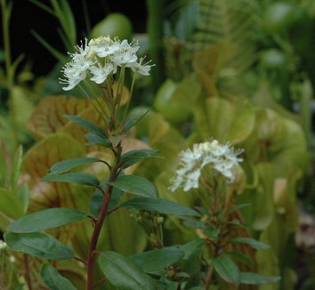 Ledum from multiple nurseries on Plant Lust