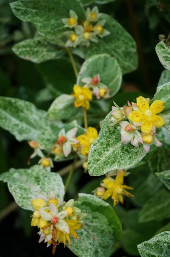 Hypericum androsaemum 'Glacier' | Hypericum androsaemum 'Glacier ...