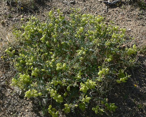 Astragalus lentiginosus | Freckled Milkvetch | Spotted Locoweed | plant ...