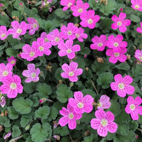 Erodium reichardii 'Bishop's Form' | Storksbill | plant lust