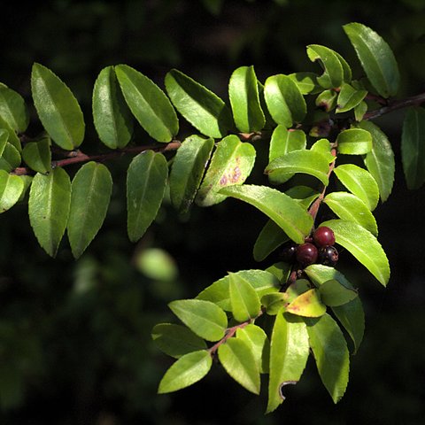 Vaccinium ovatum [Benton County, OR] | Box Blueberry | Evergreen ...