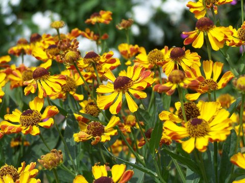 Helenium 'Rauchtopas' | Helenium autumnale 'Rauchtopas' | Rauchtopas ...