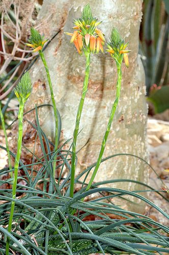 Aloe vossii | plant lust