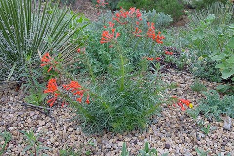 Ipomopsis aggregata | Cantua aggregata | Gilia aggregata | Gilia ...