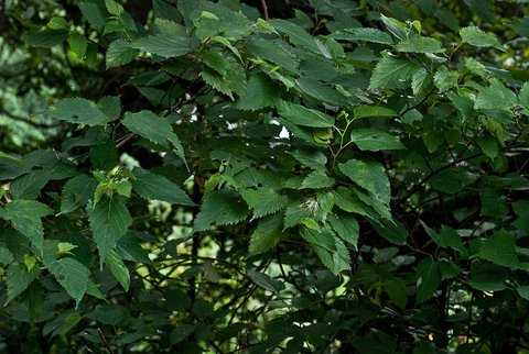 Morus australis | Japanese Mulberry | plant lust