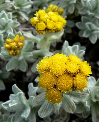 Helichrysum splendidum | Helichrysum alveolatum | Helichrysum ...