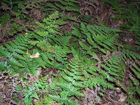 Microlepia strigosa | Dennstaedtia strigosa | Microlepia speluncae ...