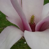Magnolia 'Anne Rosse' | | plant lust