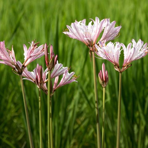 Lycoris x squamigera | Lycoris squamigera | Nekkid Ladies | Pink Spider ...