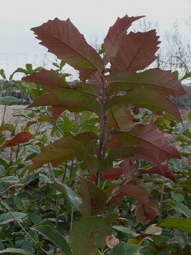 Quercus polymorpha | Mexican White Oak | Monterrey Oak | plant lust