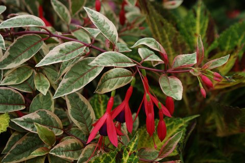 Fuchsia magellanica 'Variegata' | Fuchsia 'Folia Variegata' | Fuchsia ...