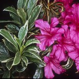 Silver Sword Evergreen Azalea | Azalea 'Silver Flame' | Azalea 'Silver ...