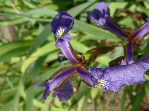 Iris setosa | Alaska Iris | Beach-Head Iris | Beachhead Iris | plant lust
