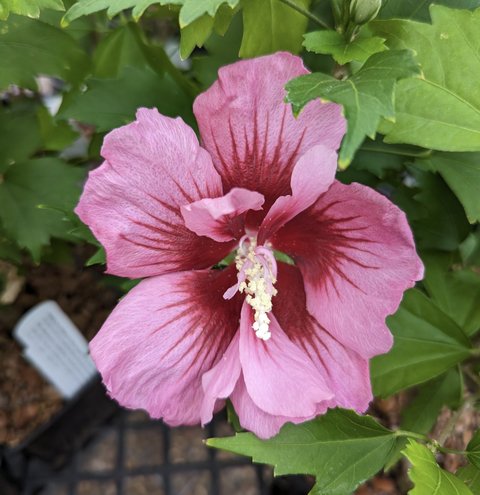 Hibiscus syriacus Red Pillar® PPAF | Hibiscus syriacus 'Red Pillar ...