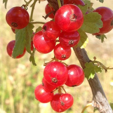 Cascade Red Currant | Ribes 'Cascade' | Ribes sativum 'Cascade' | plant ...
