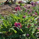 Pulmonaria 'Raspberry Splash' PP12318 | Raspberry Splash Lungwort ...