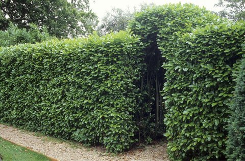 Prunus laurocerasus | Cherry Laurel | English Laurel | plant lust