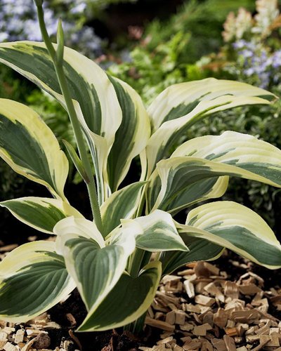 Hosta 'Regal Supreme' PP19,818 | | plant lust