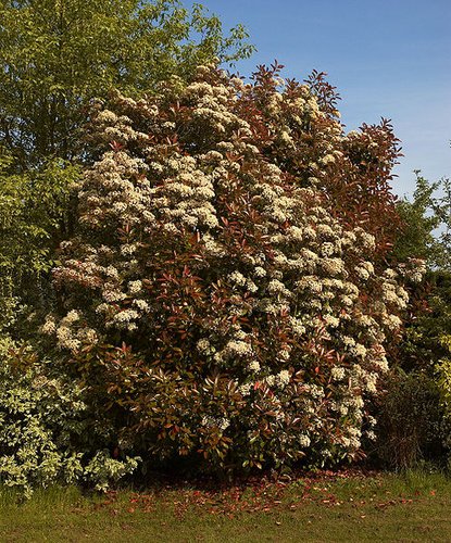Photinia x fraseri | Photinia 'Red Tip' | Photinia fraseri | Fraser ...