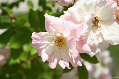 Rosa 'Phyllis Bide' | Rosa 'Phyllis Bide Climbing' | Phyllis Bide ...