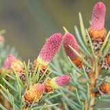 Picea pungens 'Ruby Teardrops' | Ruby Teardrops Colorado Spruce | plant ...
