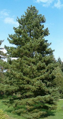 Pinus peuce | Macedonian Pine | plant lust