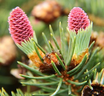 Conifer Kingdom - plant lust