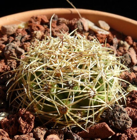 Coryphantha ottonis | Coryphantha asterias | Coryphantha exsudans ...
