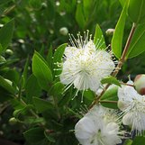 Myrtus communis | Mediterranean Myrtle | plant lust