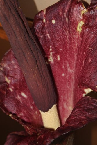 Amorphophallus konjac | Amorphophallus rivieri | Amorphophallus rivieri ...