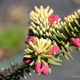 Abies pinsapo 'Aurea' | Golden Spanish Fir | plant lust
