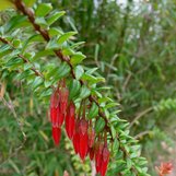 Agapetes serpens | Himalayan Lantern | plant lust