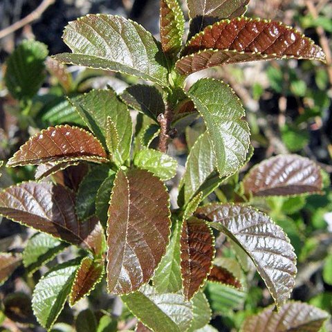 Alnus japonica | Japanese Alder | plant lust