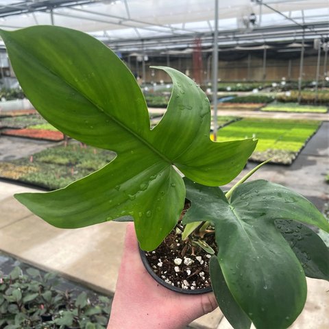Philodendron pedatum 'Florida Ghost' | | plant lust