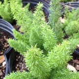 Asparagus densiflorus 'Myersii' | Asparagus meyeri | Foxtail Fern ...