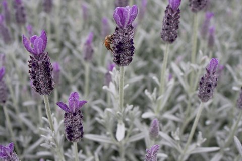 Lavandula stoechas 'Silver Anouk' | Butterfly Lavender | Silver Anouk ...