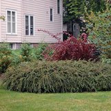 Cotoneaster 'Hessei' | Hesse Cotoneaster | plant lust