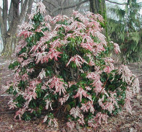 Pieris japonica 'Dorothy Wyckoff' | Pieris japonica 'Dorothy Wycoff ...