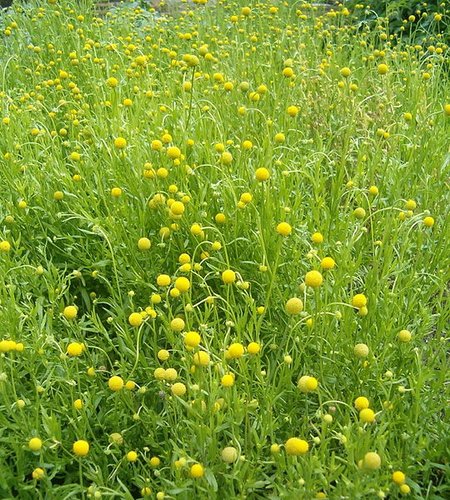 Helenium aromaticum | Cephalophora aromaticum | Graemia aromaticum ...