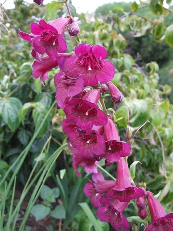 Penstemon 'Rich Ruby' | Rich Ruby Beard Tongue | plant lust