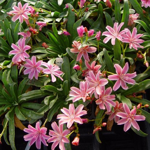 Lewisia cotyledon 'Regenbogen' | Lewisia cotyledon 'Rainbow' | Lewisia ...