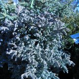 Chamaecyparis pisifera 'Curly Top' | Chamaecyparis pisifera 'Curly Tops ...