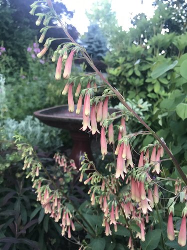 Phygelius x rectus 'Peach Trombone' | plant lust