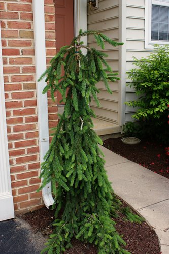 Picea abies 'Frohburg' | Frohburg Weeping Norway Spruce | plant lust