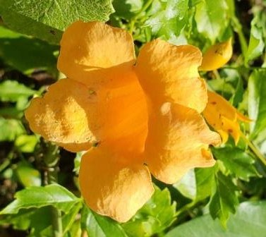 Campsis radicans 'Mango Yellow' | Mango Yellow Trumpet Creeper | plant lust