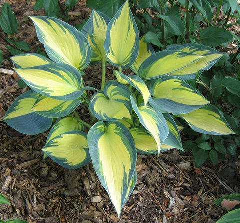 Hosta 'Remember Me' | | plant lust