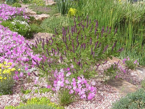 Amorpha nana | Amorpha 'Nana' | False Indigo | plant lust