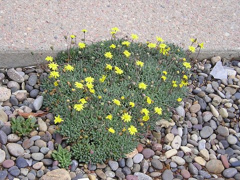Othonna capensis | Othonna capensis 'Little Pickles' | Little Pickles ...